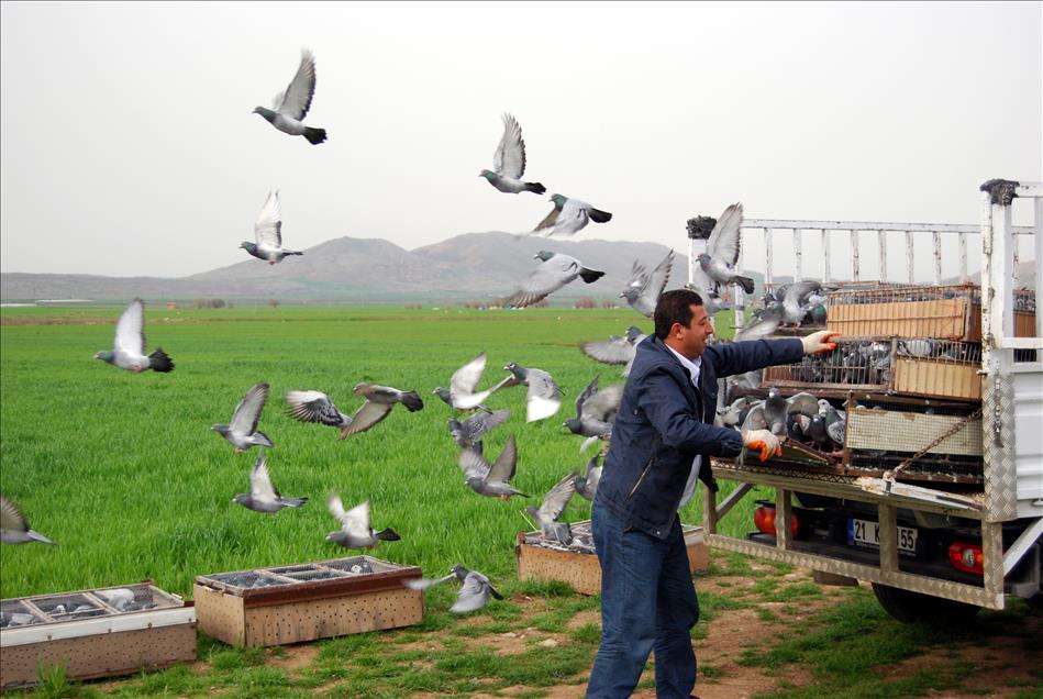 Posta güvercinleri yarışa hazırlanıyor - Anadolu Ajansı