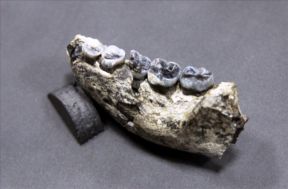 Ancient jawbone found in Ethiopia - Anadolu Ajansı