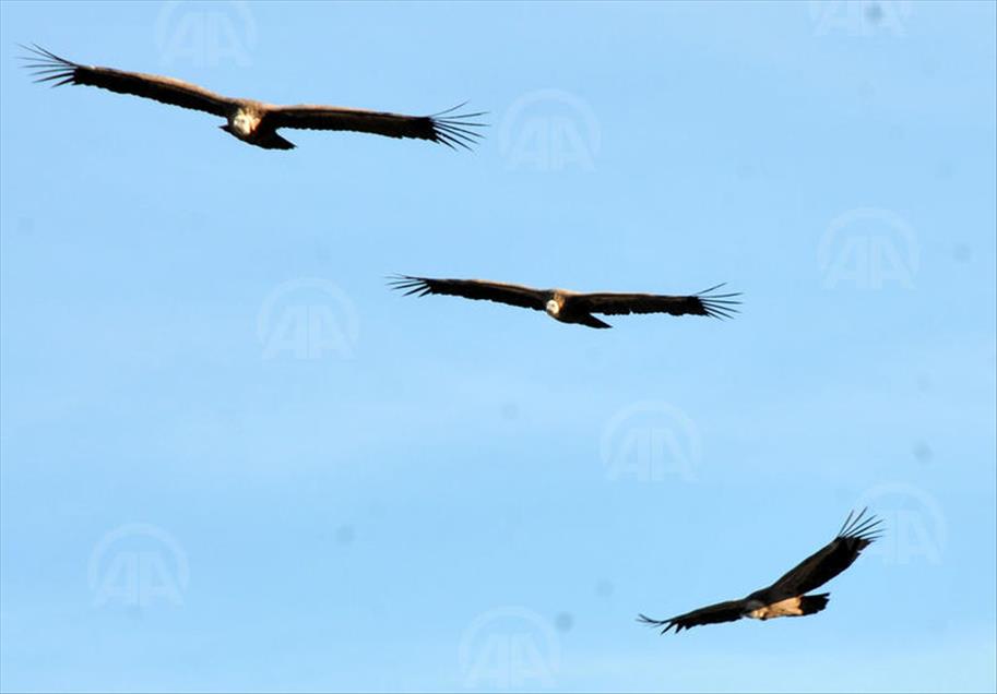 Otkrijte ljepote Pešterske visoravni - Anadolu Ajansı