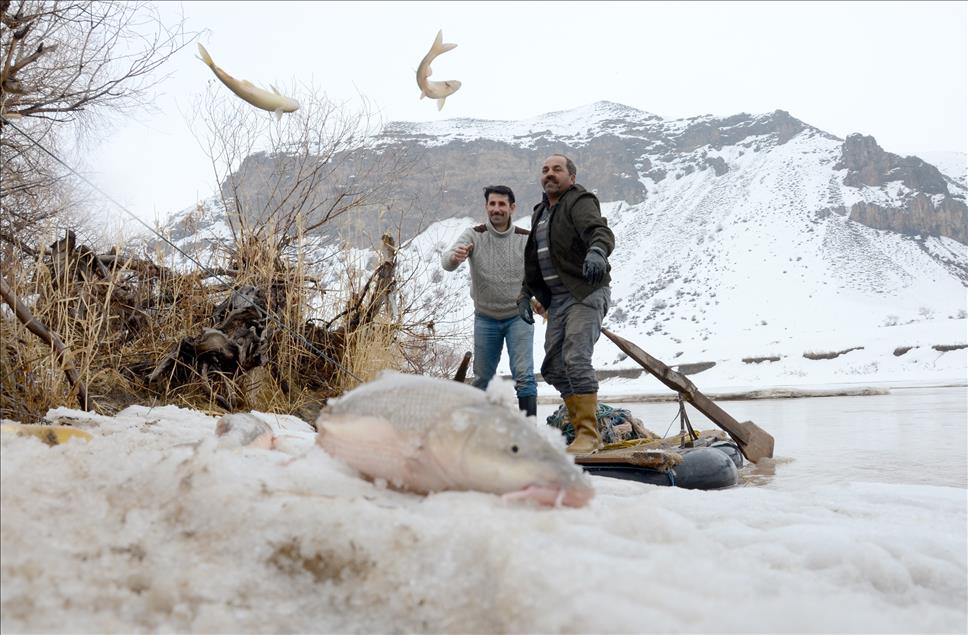 Aras Nehri'nde sezonun ilk balık avı - Anadolu Ajansı