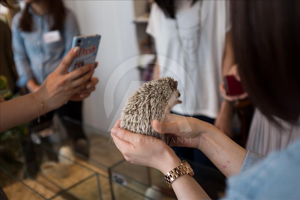 Hedgehog's cafe in Tokyo - Anadolu Ajansı