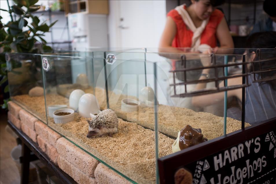 Hedgehog's cafe in Tokyo - Anadolu Ajansı