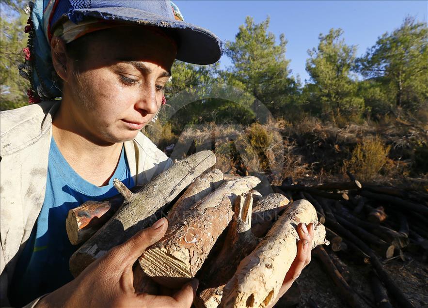 Female forester in Turkey's Izmir - Anadolu Ajansı