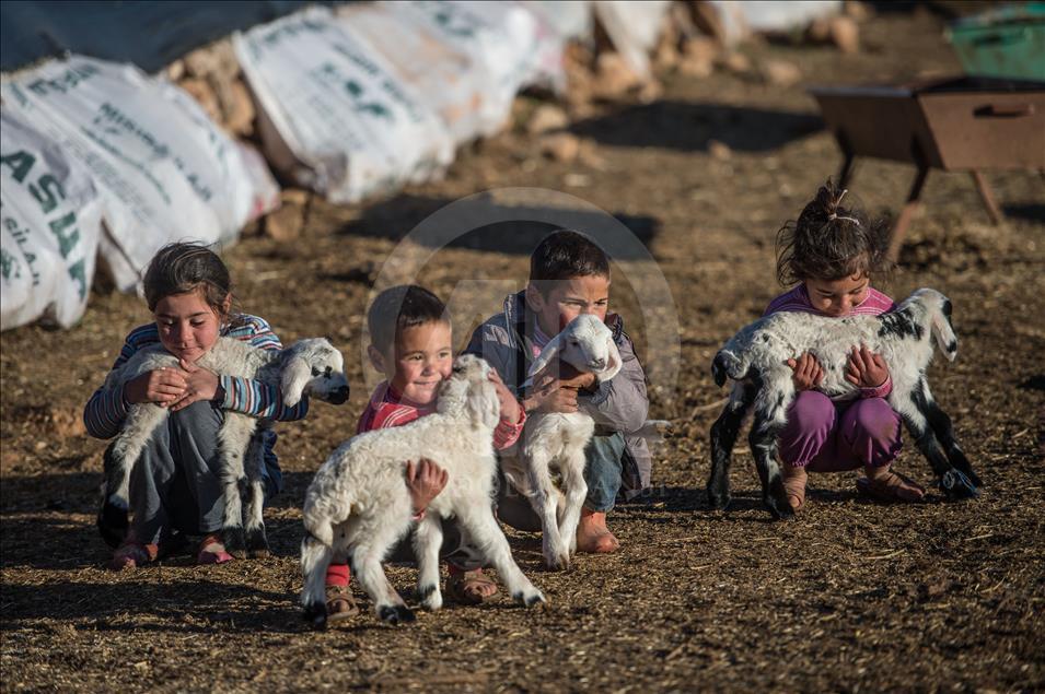 Nomads begin winter migration in Turkey's Sanliurfa - Anadolu Ajansı