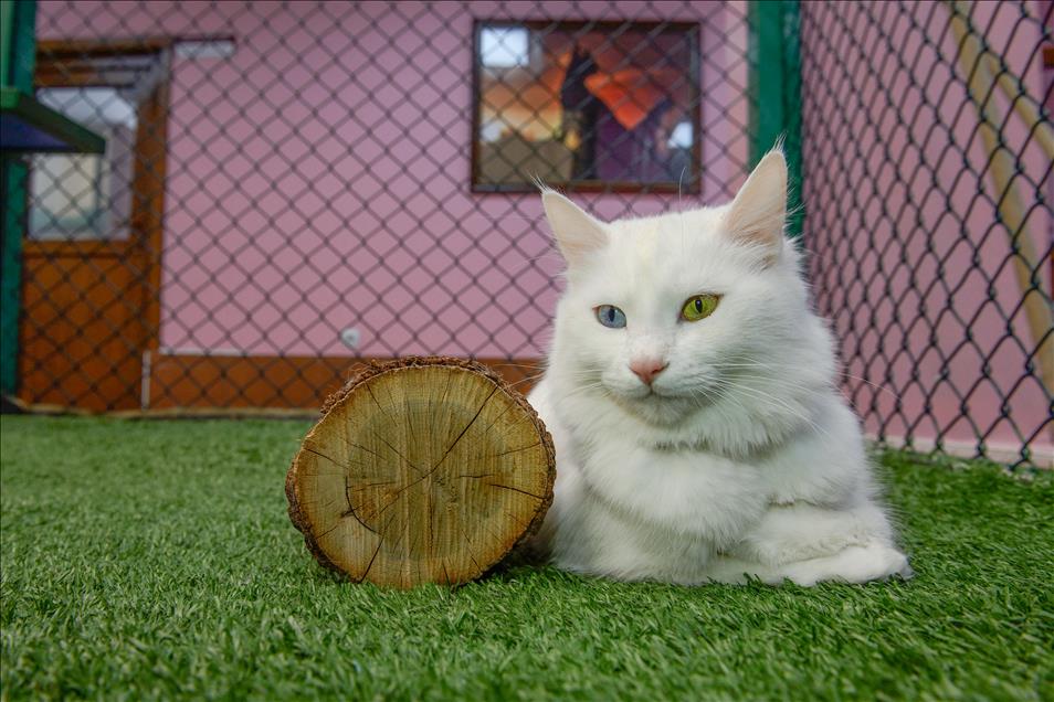 Turkey's unique cats to be monitored with new system - Anadolu Ajansı