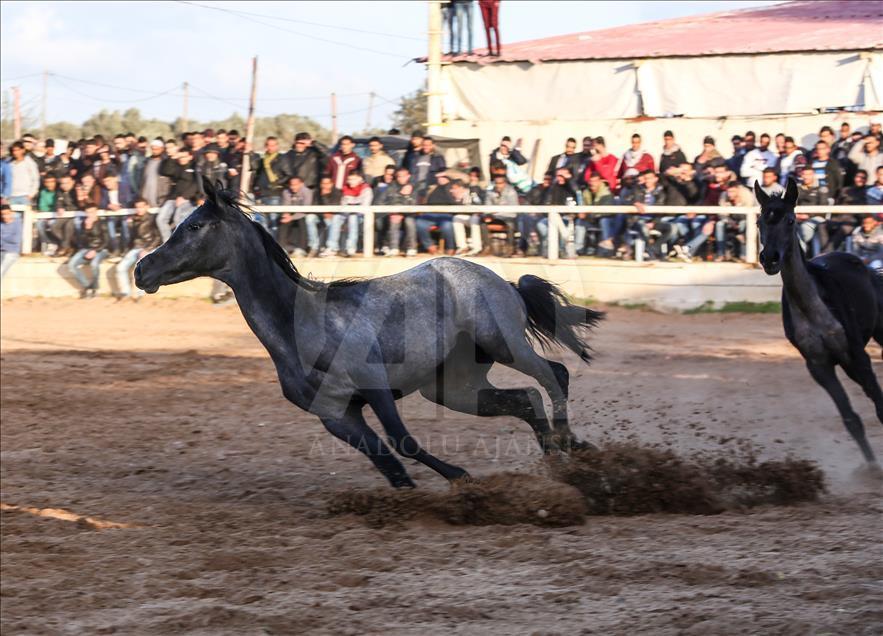 Purebred Arabian horse event in Gaza - Anadolu Agency
