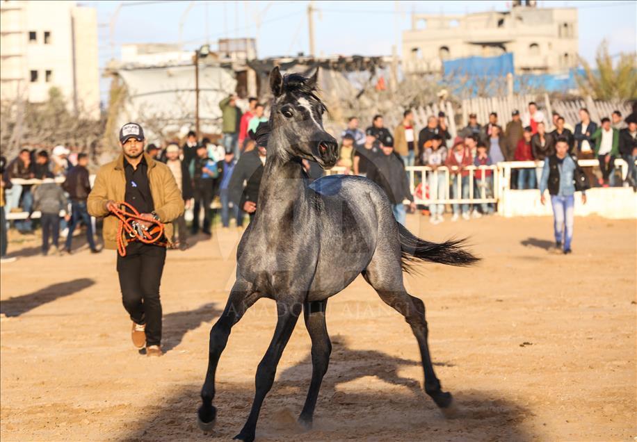 Purebred Arabian horse event in Gaza - Anadolu Agency