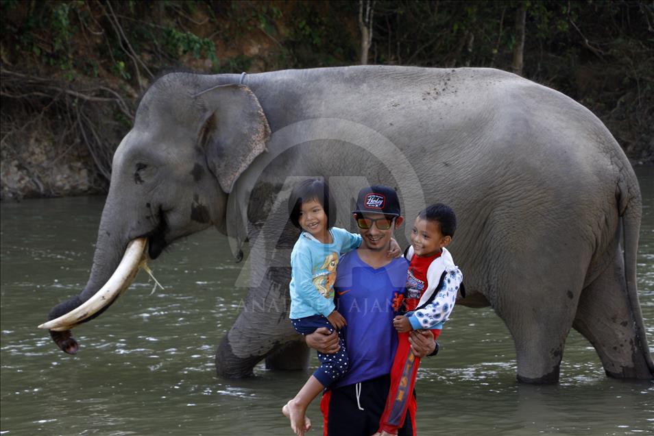 Elephant Patrols in Indonesia - Anadolu Ajansı