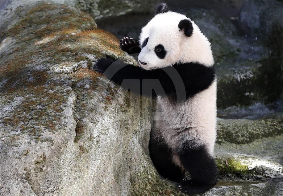 Female panda "Chulina" in Madrid - Anadolu Ajansı