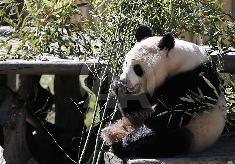 Female panda "Chulina" in Madrid - Anadolu Ajansı