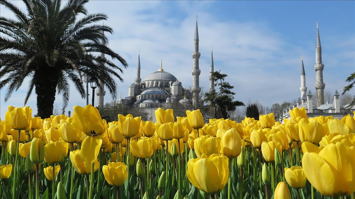 İstanbul'da lale zamanı - Anadolu Ajansı