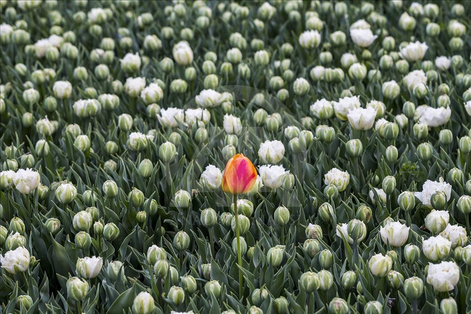 'Konya'da 'Lale mevsimi' yaşanıyor' - Anadolu Ajansı