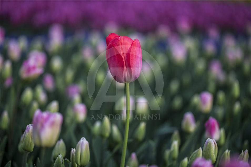 'Konya'da 'Lale mevsimi' yaşanıyor' - Anadolu Ajansı