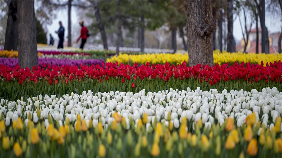 'Konya'da 'Lale mevsimi' yaşanıyor' - Anadolu Ajansı