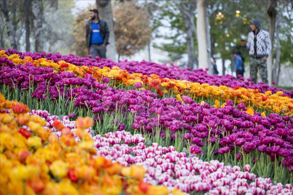 'Konya'da 'Lale mevsimi' yaşanıyor' - Anadolu Ajansı
