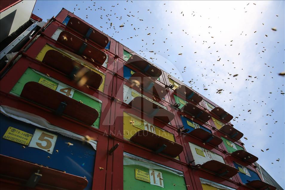 A man produces natural honey with bees in an articulated lorry ...