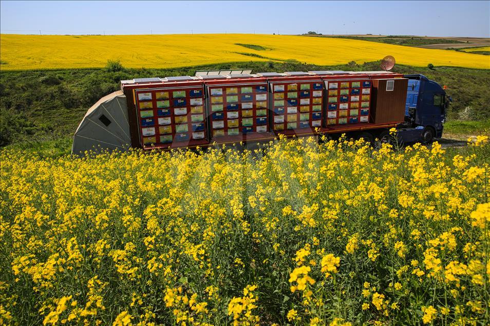 A man produces natural honey with bees in an articulated lorry ...
