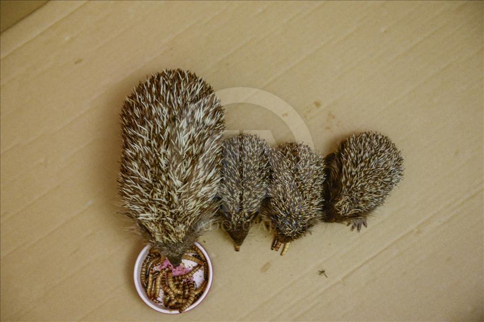 Kirpiler için bakım ve rehabilitasyon merkezi - Anadolu Ajansı