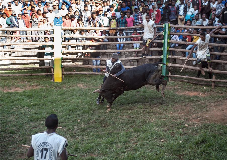 Madagascar’s dangerous bull rodeo - Anadolu Ajansı