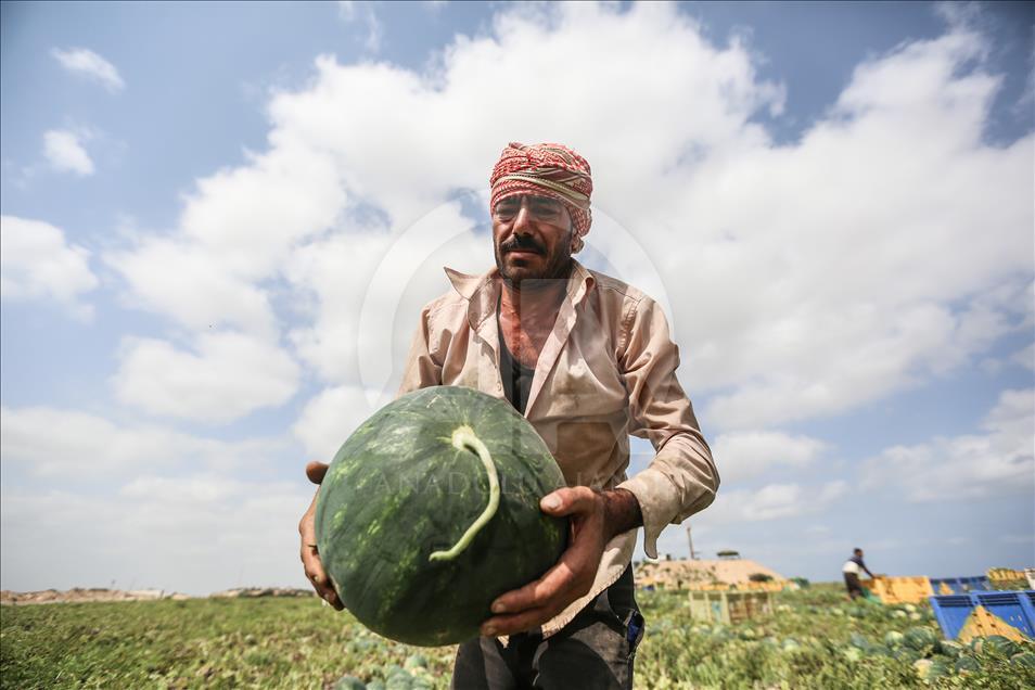 Watermelon harvest in Gaza - Anadolu Ajansı