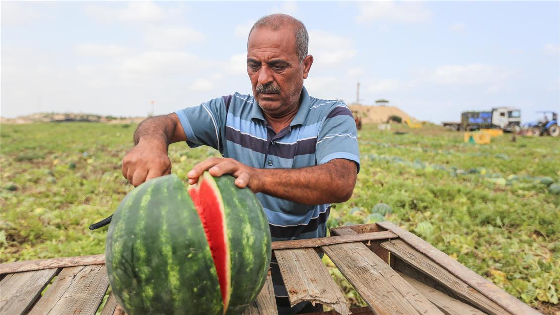 Watermelon harvest in Gaza - Anadolu Ajansı