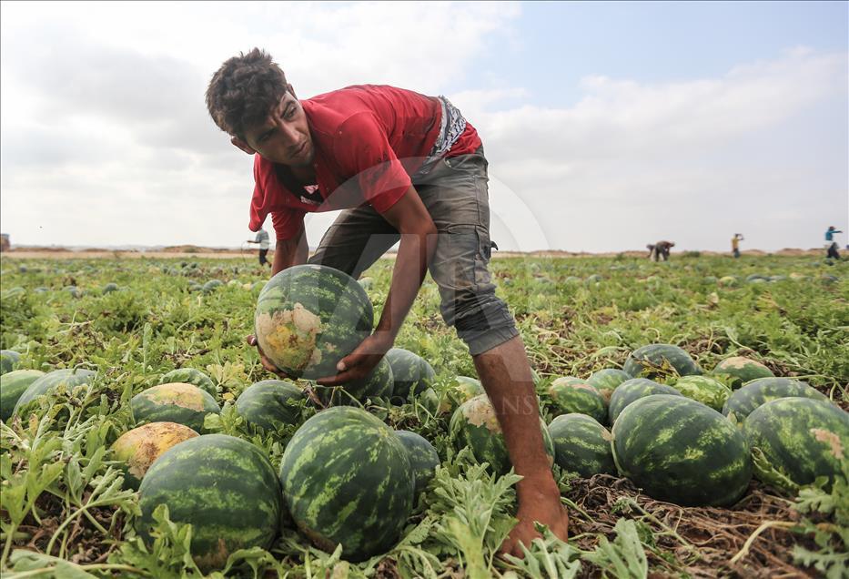 Watermelon harvest in Gaza - Anadolu Ajansı