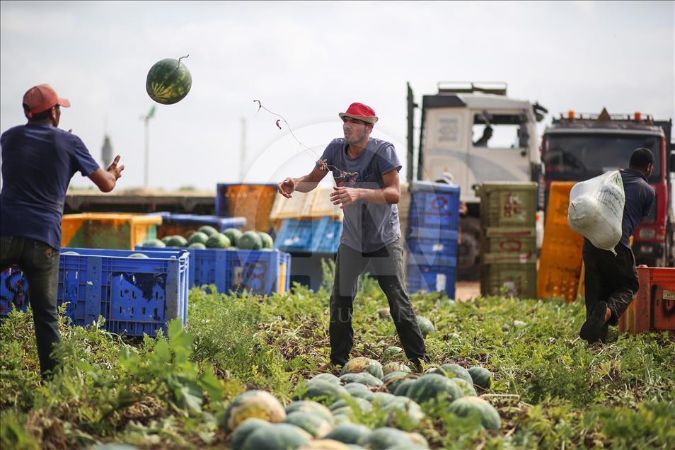 Watermelon harvest in Gaza - Anadolu Ajansı