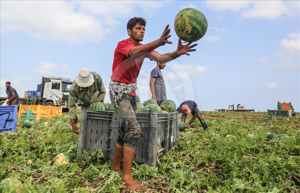 Watermelon harvest in Gaza - Anadolu Ajansı