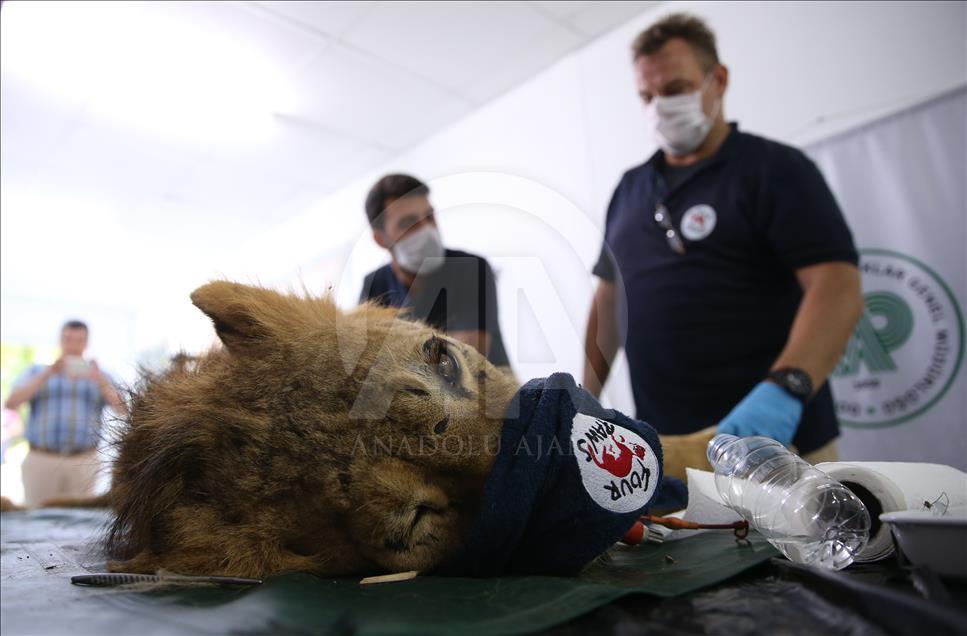 Wounded animals from Syrian zoo transferred to Turkey's Bursa - Anadolu ...