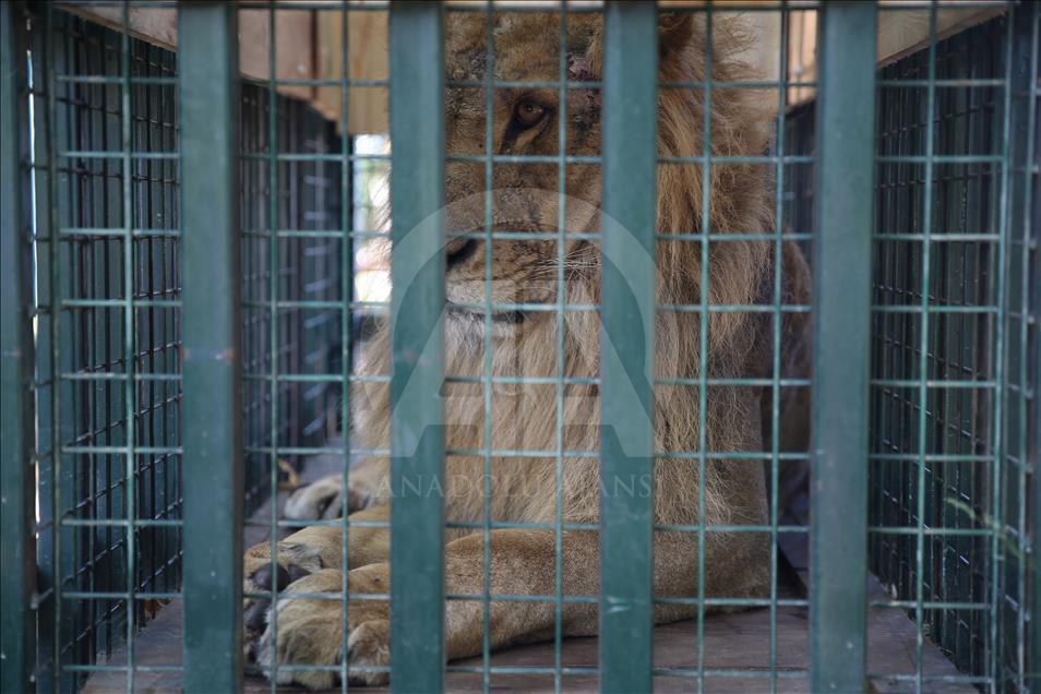 Wounded animals from Syrian zoo transferred to Turkey's Bursa - Anadolu ...
