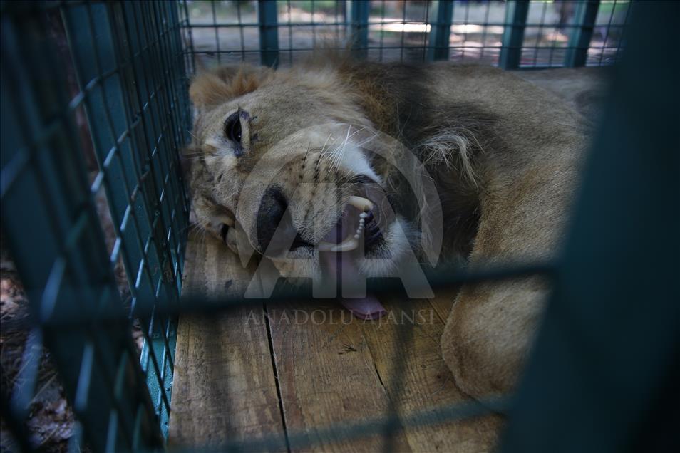 Wounded animals from Syrian zoo transferred to Turkey's Bursa - Anadolu ...