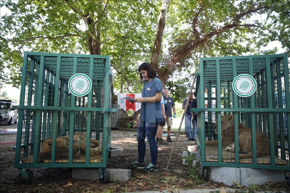 Wounded animals from Syrian zoo transferred to Turkey's Bursa - Anadolu ...