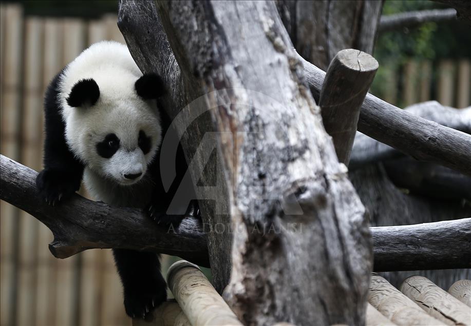 La femelle panda "Chulina" à Madrid - Anadolu Ajansı