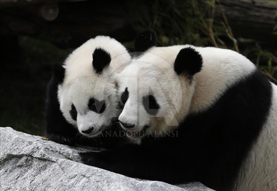 La femelle panda "Chulina" à Madrid - Anadolu Ajansı