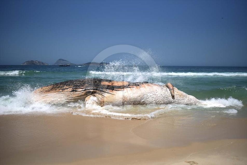 Una ballena aparece muerta en las playas de Ipanema, en Río de Janeiro ...