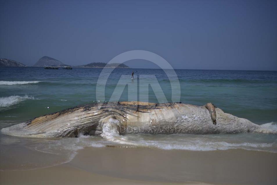 Una ballena aparece muerta en las playas de Ipanema, en Río de Janeiro ...