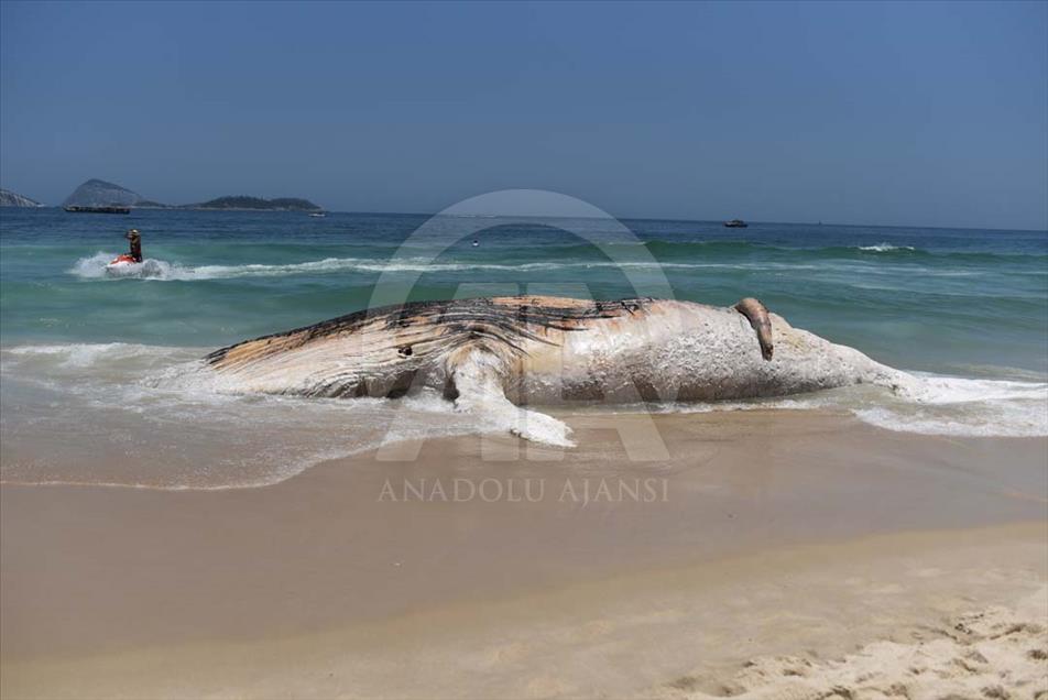 Una ballena aparece muerta en las playas de Ipanema, en Río de Janeiro ...
