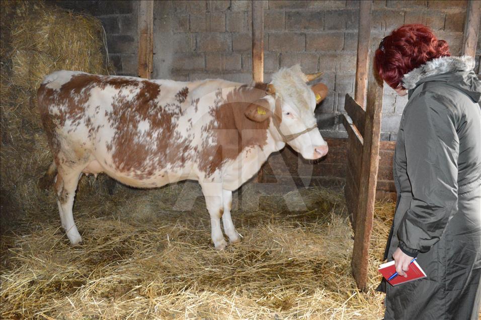 TİKA’nın Kosova'daki Tarımsal Kalkınma Programı meyvelerini veriyor ...
