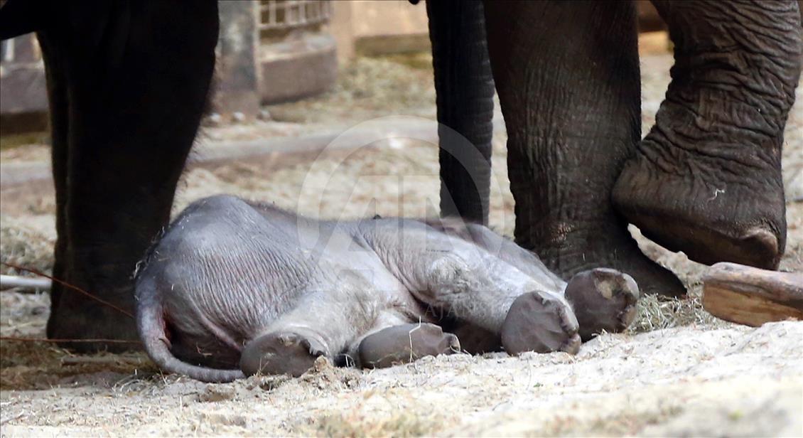 Belçika'da doğan bebek fil annesinin yanından ayrılmadı - Anadolu Ajansı