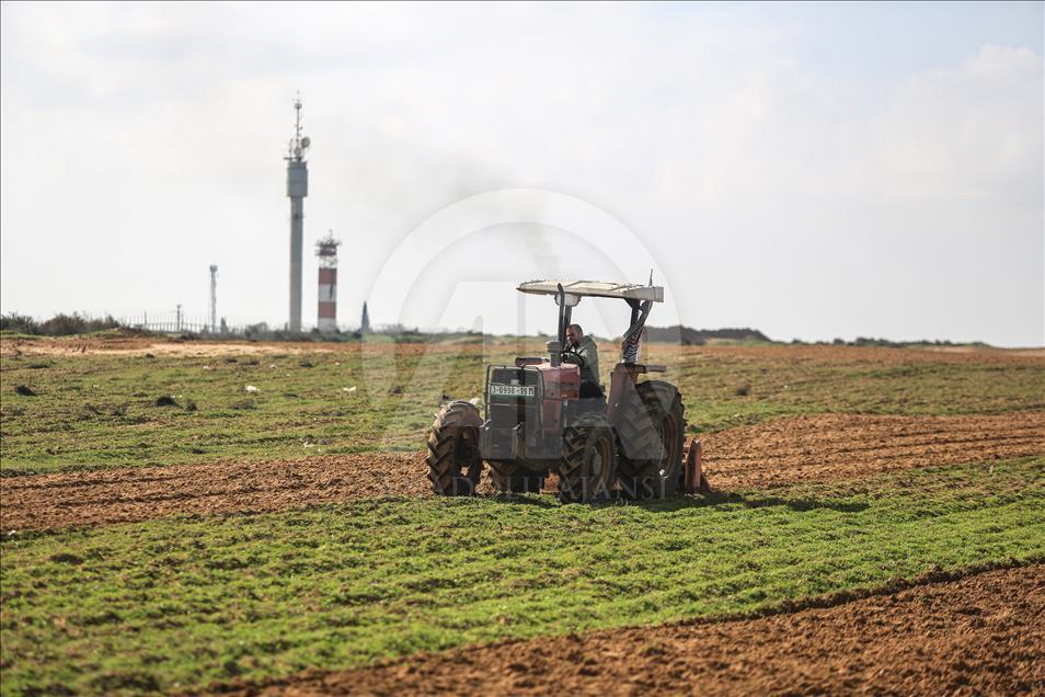 Farming in Gaza after 12 years - Anadolu Ajansı