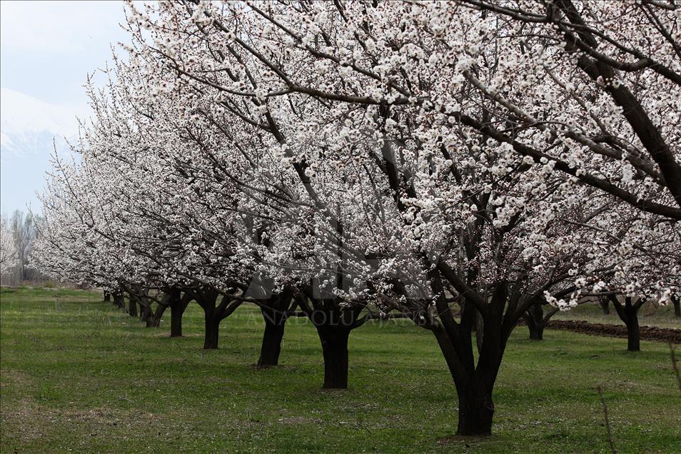 Gelinliğini giyen kayısı bahçeleri büyülüyor - Anadolu Ajansı