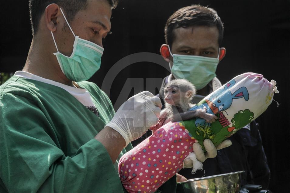 Endonezya'da sezaryen ile maymun doğdu - Anadolu Ajansı