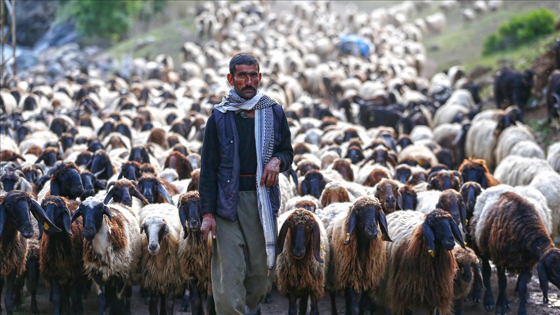 Shepherds herd livestocks in Turkey's Sirnak - Anadolu Ajansı