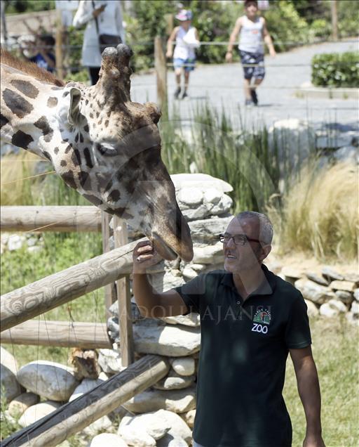 Turkish zookeeper feeding giraffes with parental affection - Anadolu Ajansı