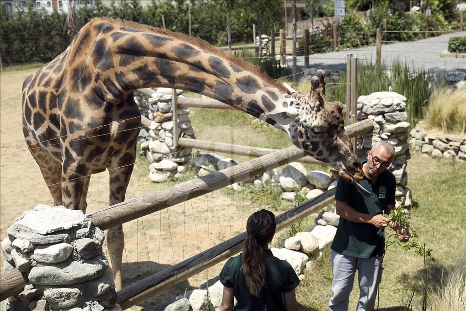 Turkish zookeeper feeding giraffes with parental affection - Anadolu Ajansı