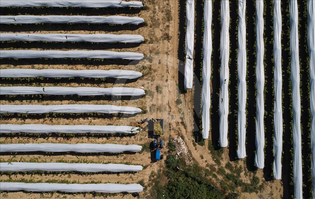 Seedless raisin harvest in Turkey's Manisa - Anadolu Ajansı