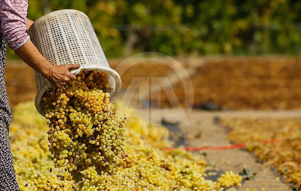 Seedless raisin harvest in Turkey's Manisa - Anadolu Ajansı