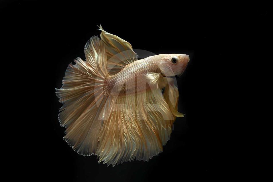 Hermosas variedades de peces beta - Anadolu Ajansı