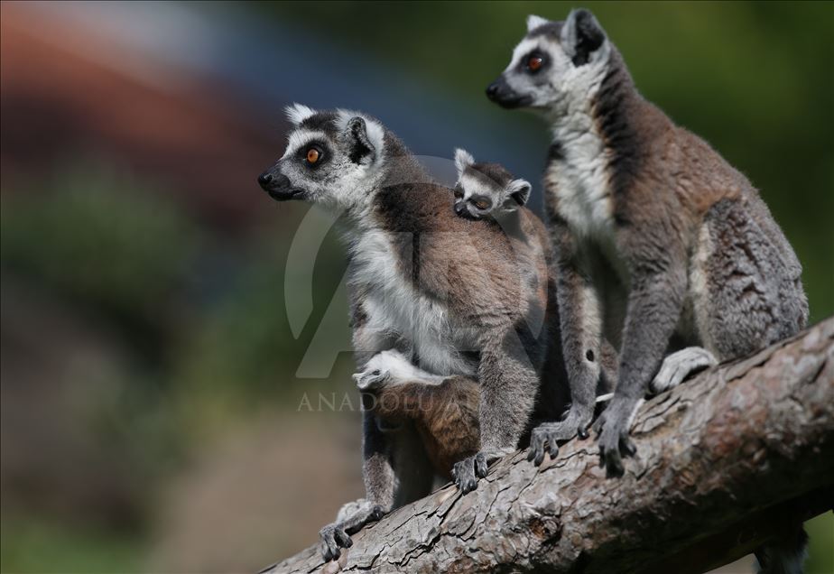 Newborn ring-tailed lemurs and giant anteaters at Bursa Zoo - Anadolu ...