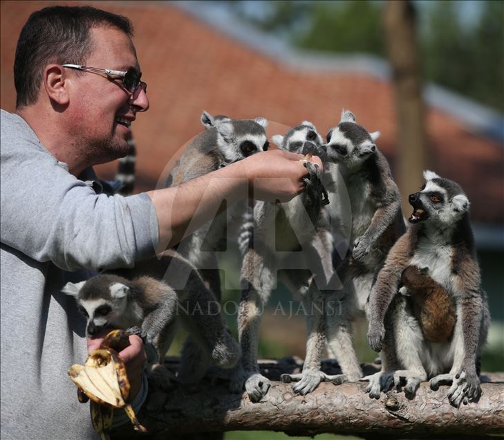 Newborn ring-tailed lemurs and giant anteaters at Bursa Zoo - Anadolu ...